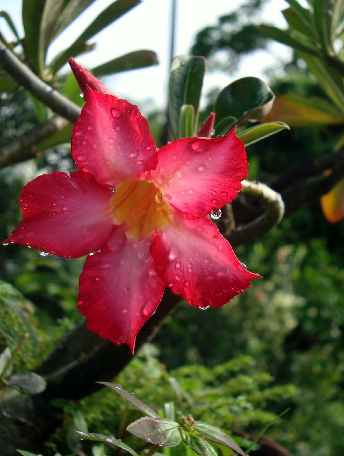 Naturalism - the Eighth Sense: Common Flora in Philippine Gardens*