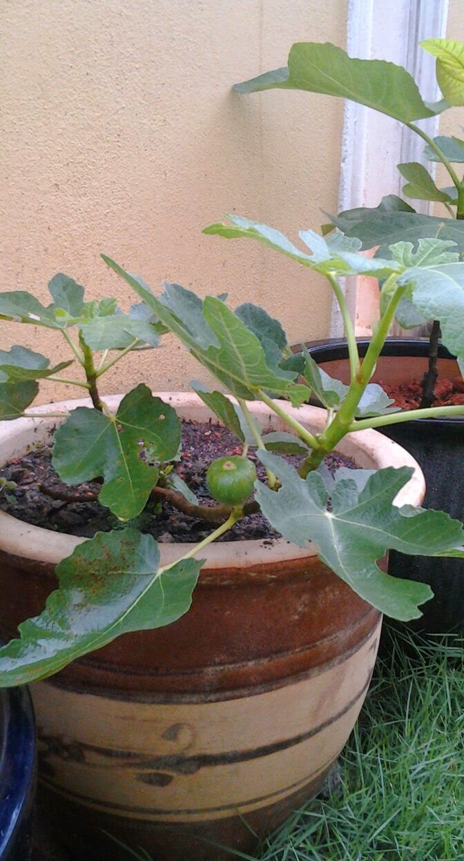 Pokok Tin TGF | Pokok Tin