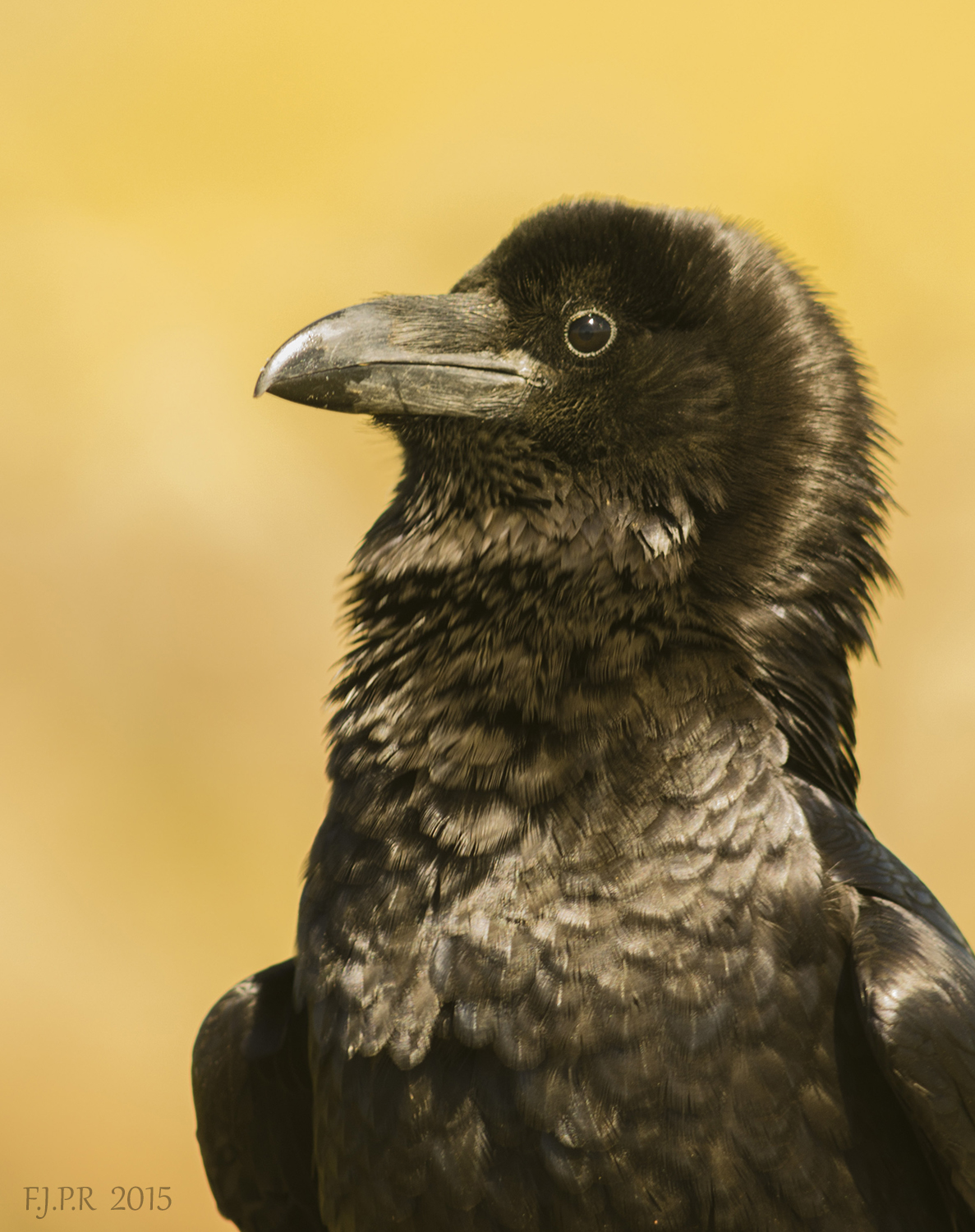 Francisco Jesús Pérez Rodríguez. FOTOGRAFÍA DE NATURALEZA.: EL CUERVO ...