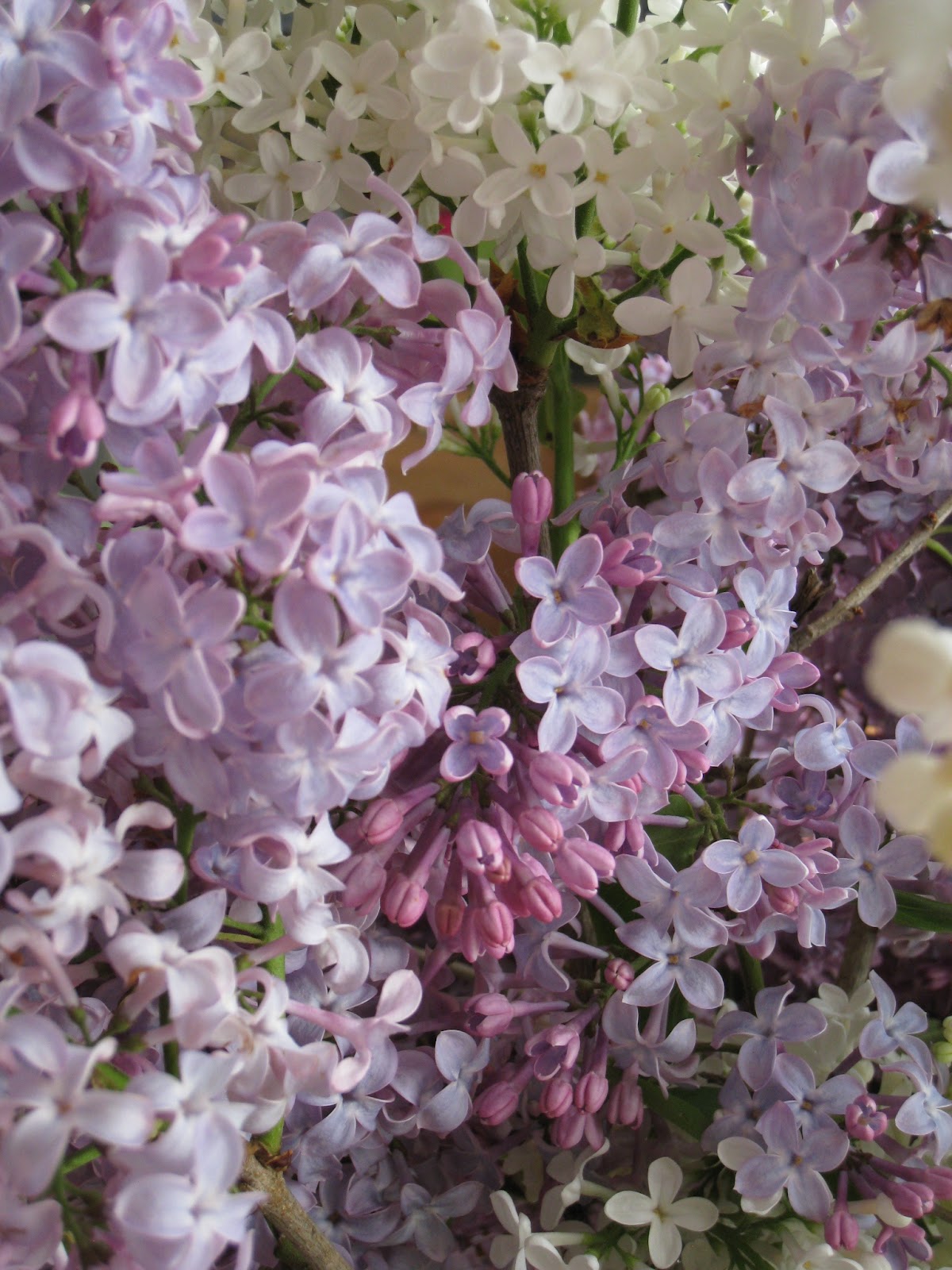 "THE GRAND LADY": "LILAC TIME