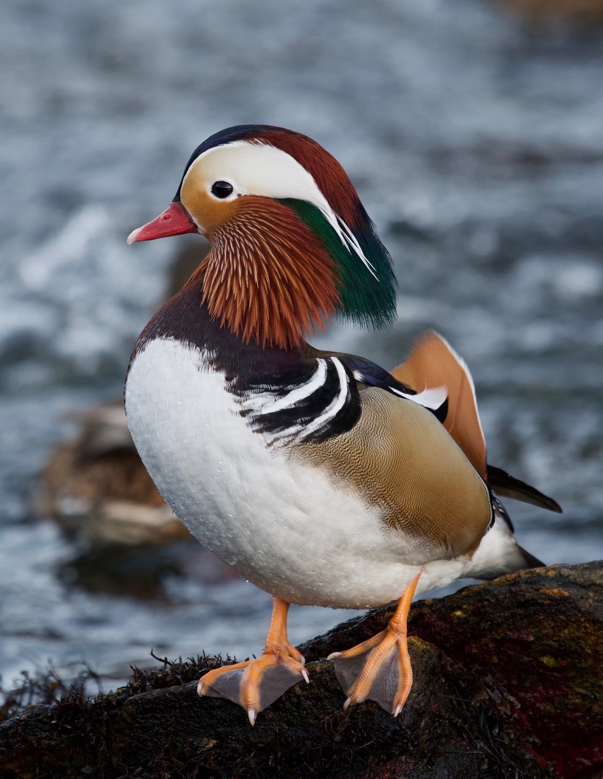 Naturfoto Einar Hugnes: Gjensyn med den vakre mandarinanda i Volda