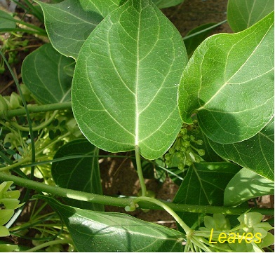 Wattakaka volubilis/Anguna - LET'S HEALTHY LIFE