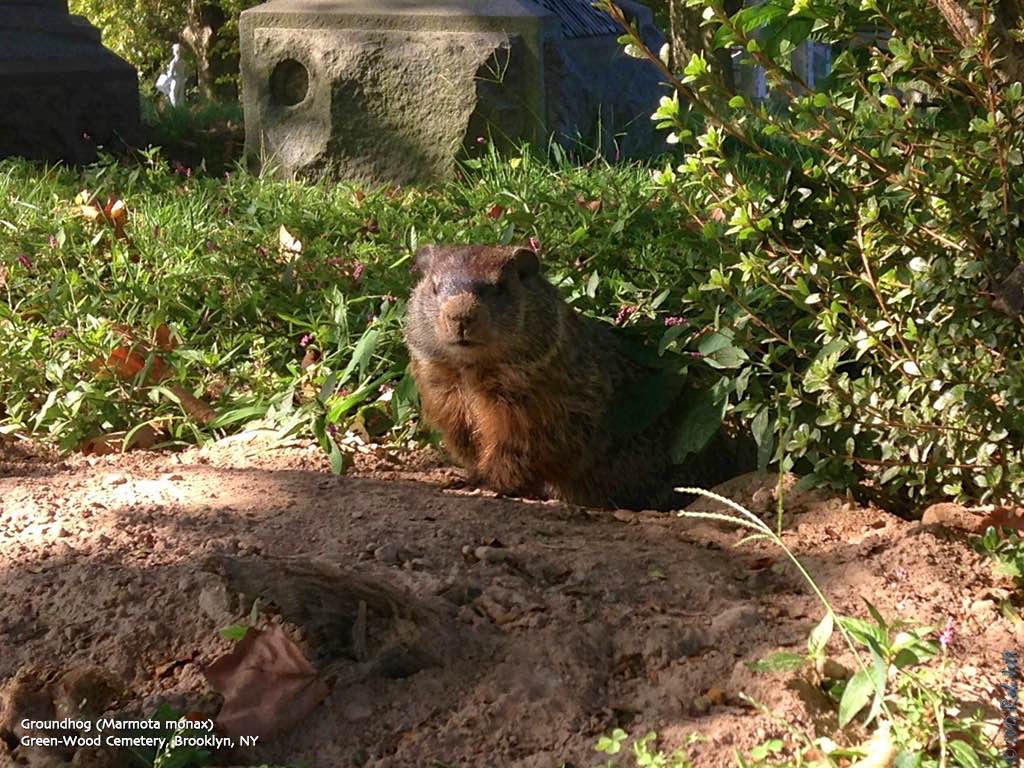 The City Birder: 05/01/2017 - 06/01/2017