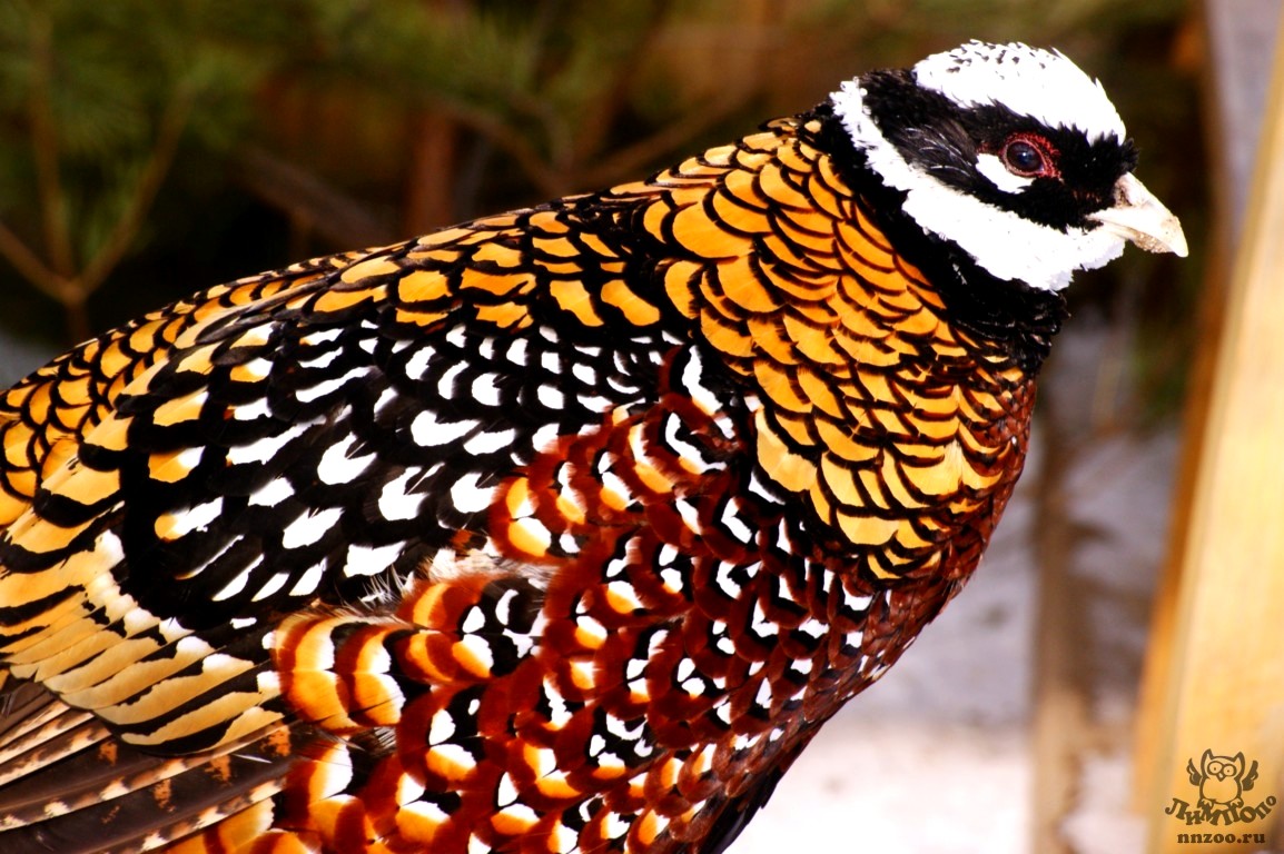 Aves Ornamentais - lindos faisões ~ Você realmente sabia?