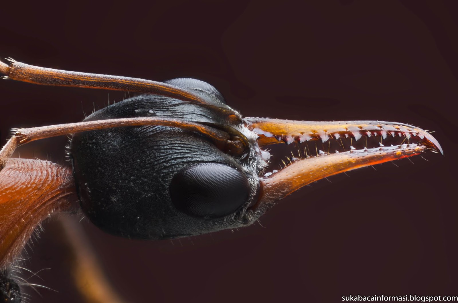 Kumpulan Gambar Semut