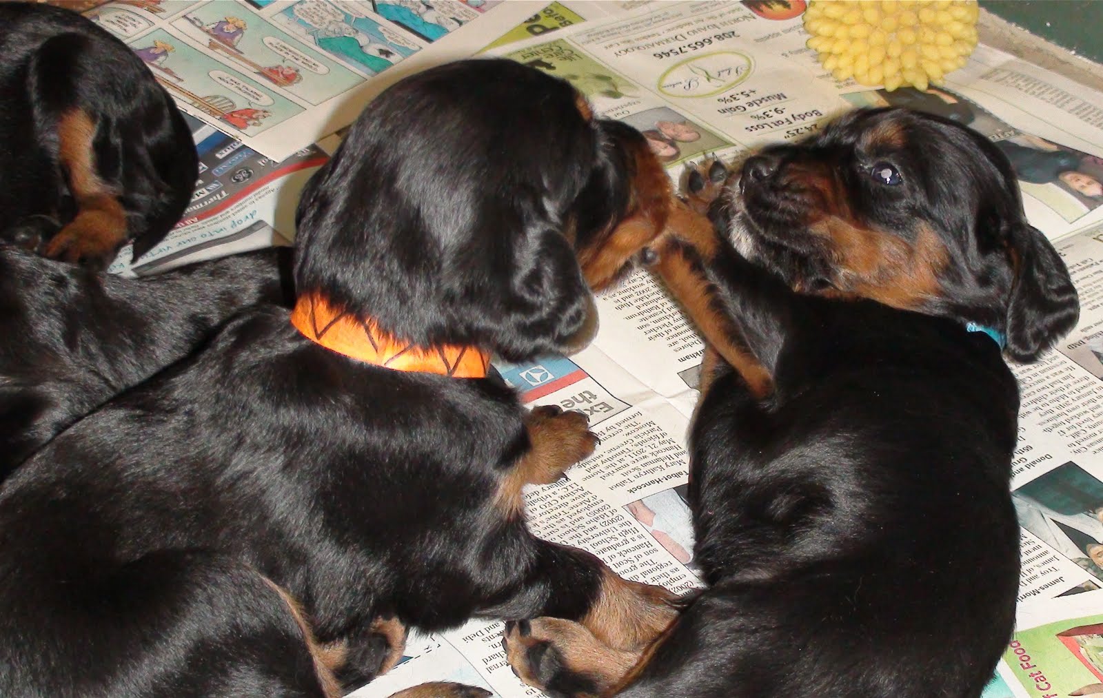 Gordon Setter Crossing: Gordon Setter Puppies - 3 Weeks Old