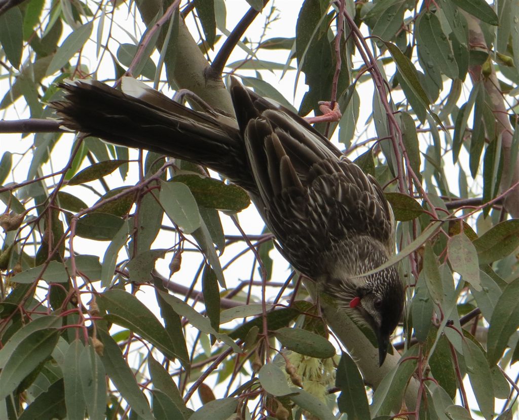 Majura birds: Red Wattlebird