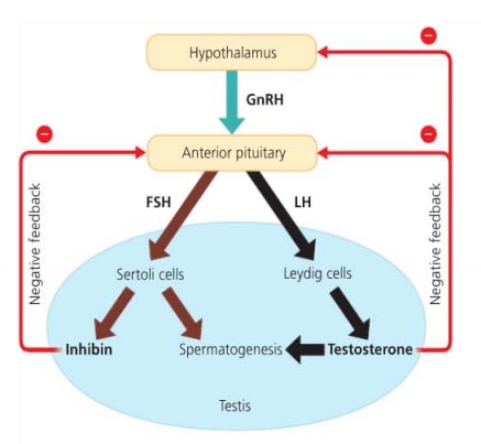 fungsi hormon lh dan fsh yang dihasilkan oleh hipofisis | Program Hamil