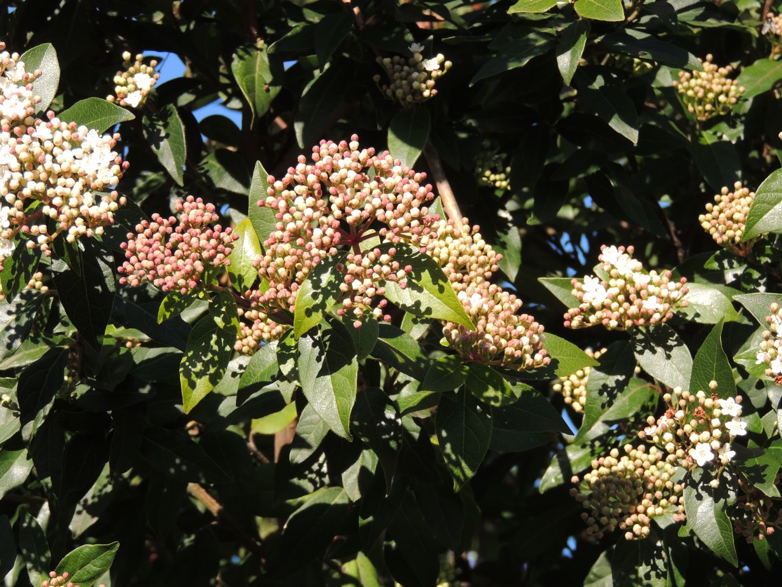 El Terrao - Dos urbanitas en el campo: SETO DE DURILLO - VIBURNUM TINUS