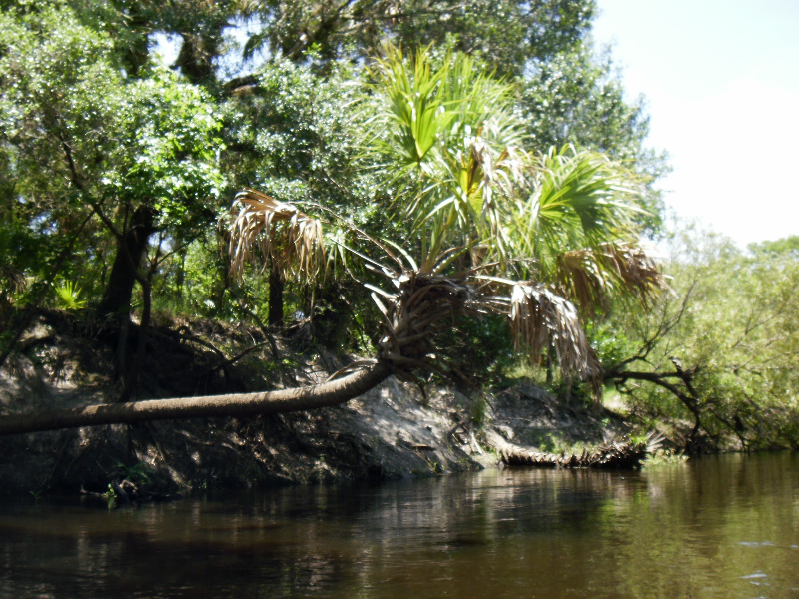 Kayaking Econlockhatchee River ~ When 140 Characters Just Doesn't Cut It...