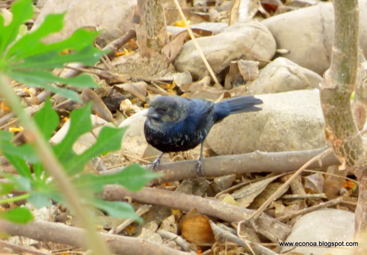 Aves del NOA y algo mas..: Volatinero