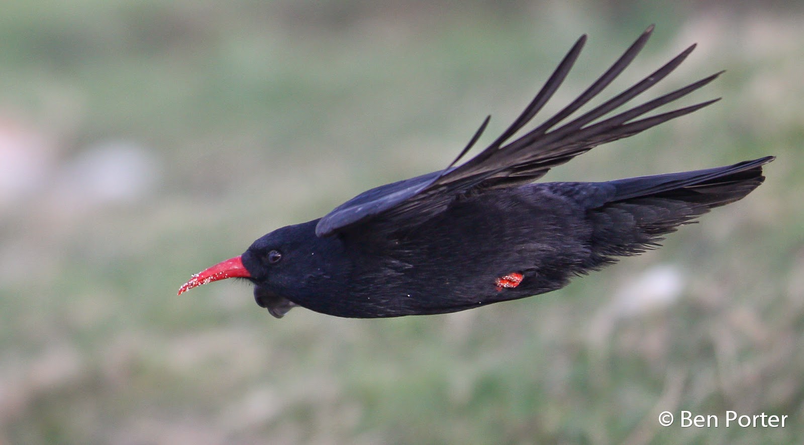 Ben Porter Wildlife Photography: Choughs in flight