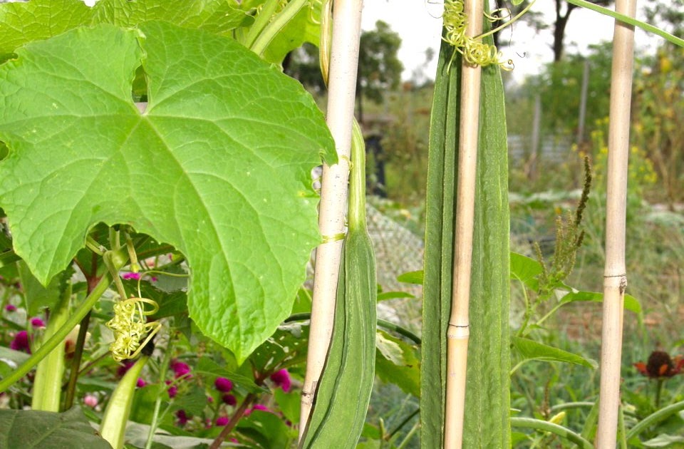 Florez Nursery: Angled Luffa, Luffa acutangula