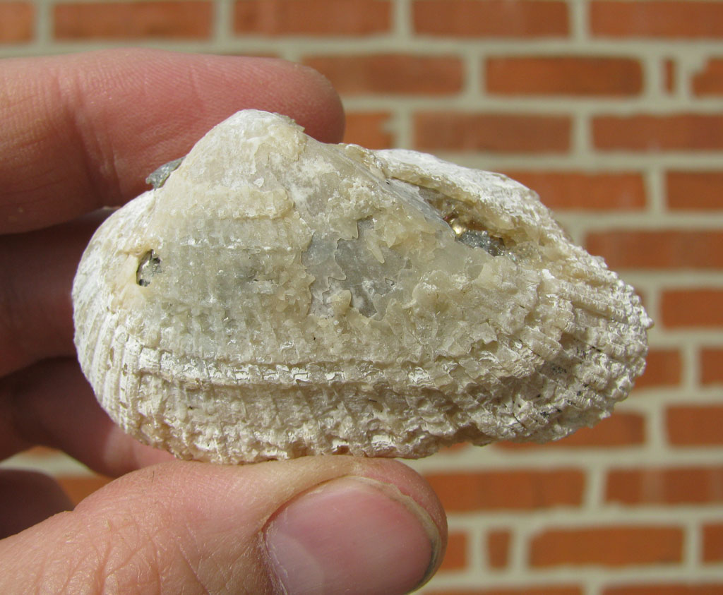 Views of the Mahantango: Anadara sp. fossil Pelecypod from Florida