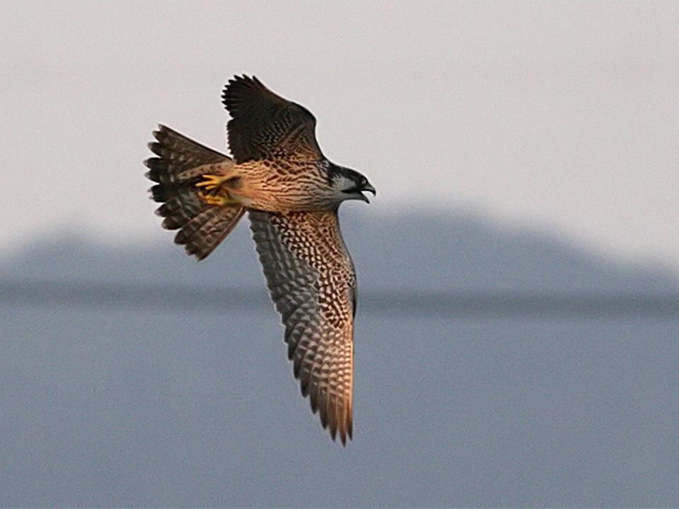 Spreebird wildlife: Shaheen SHAHEEN FALCON (Military state-bird of the ...