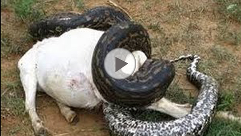 Python eats Alligator - videosanimalss