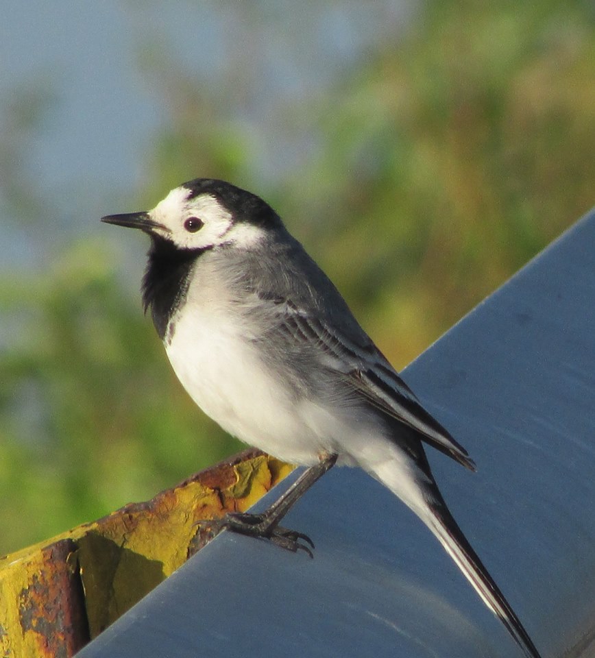 Elämän polkuja ja runoja: Pieni lintu (runo)