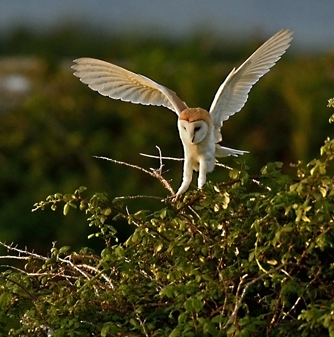Alan James Photography : Barn Owls hunting