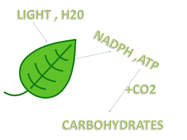 What is photosynthesis?