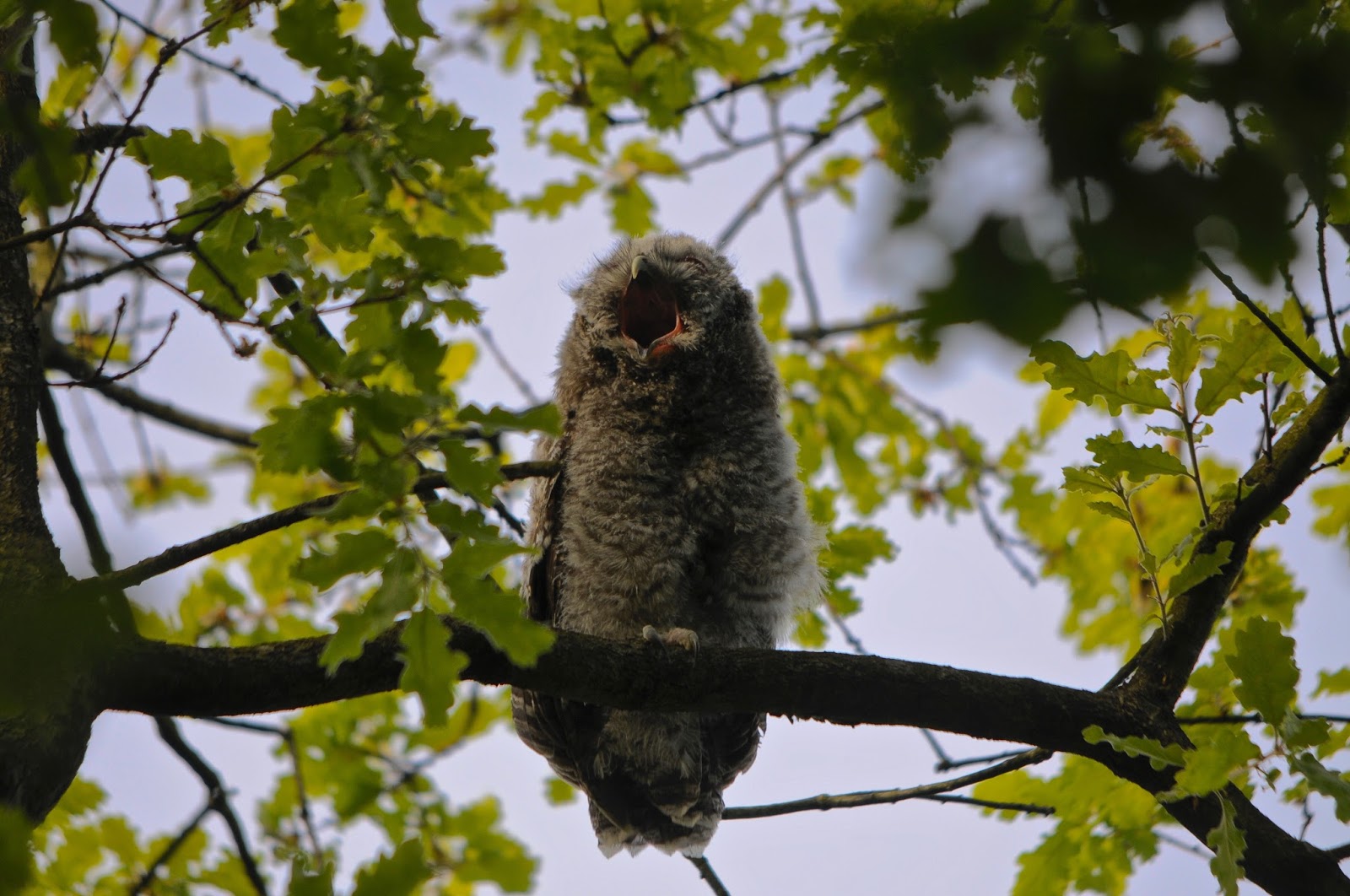 EL NIDO DEL XUAN: CÁRABO COMÚN. (Strix aluco)