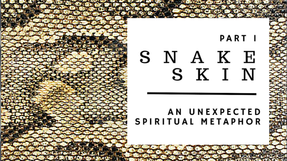Love Well: Snake skin: an unexpected spiritual metaphor