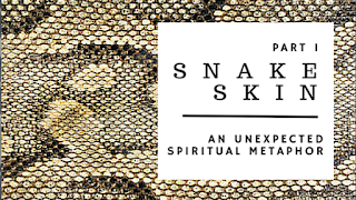 Love Well: Snake skin: an unexpected spiritual metaphor