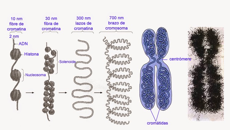 Andrea: Nucleo: estructura y composición.