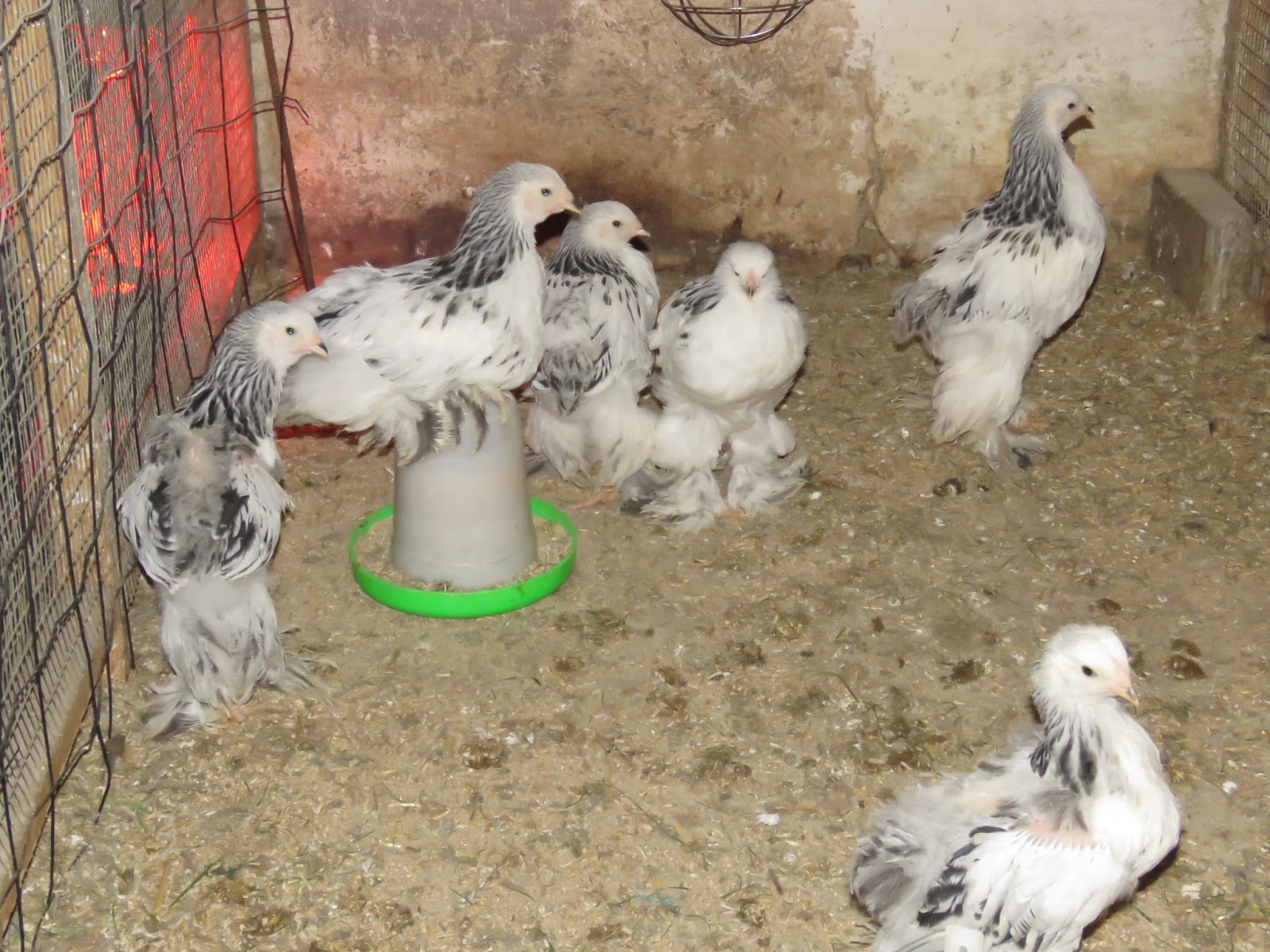 Hobbydyrenes blog: Høns og kyllinger
