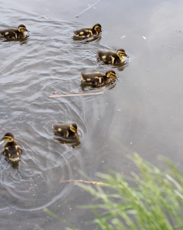 Happier Still: Picnic in the park {and a new summer header!}