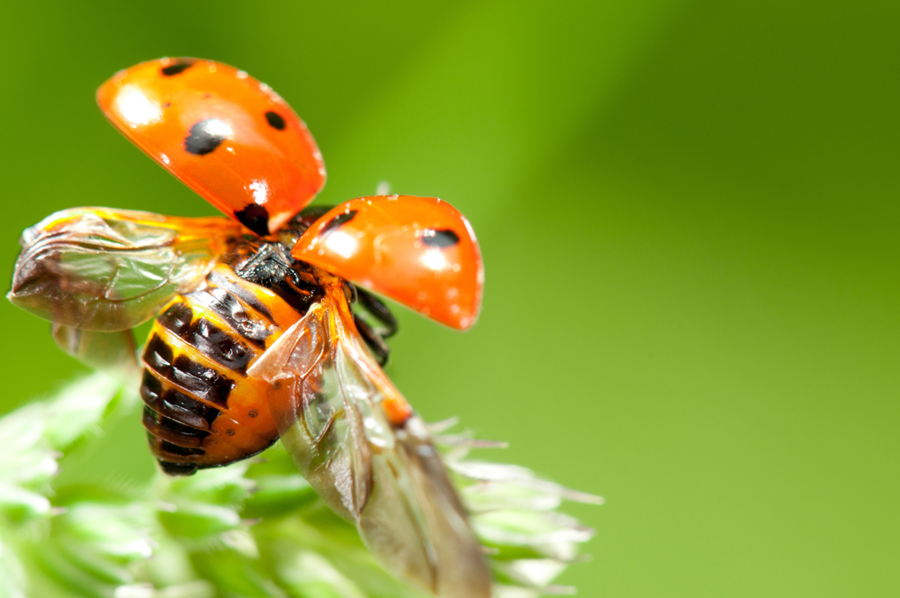 5 Fascinating Facts About Beetles