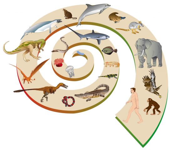 COMPRESSA-MENTE: Darwin si metta il cuore in pace...