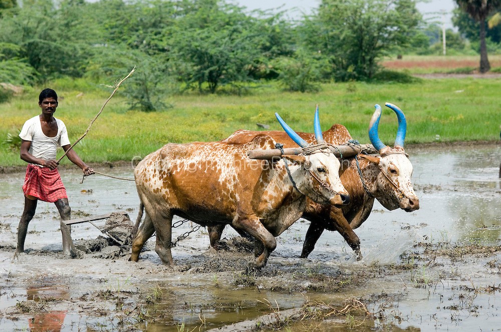 Traditional Agriculture Part 2 - Present Utilization