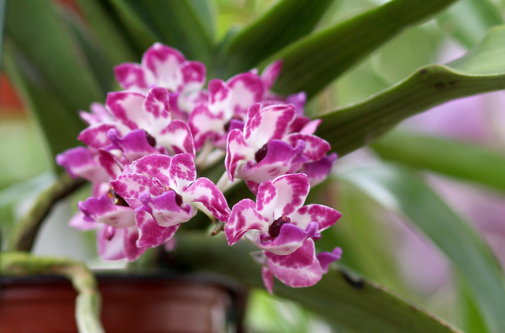 Rhynchostylis gigantea care and culture | Travaldo's blog