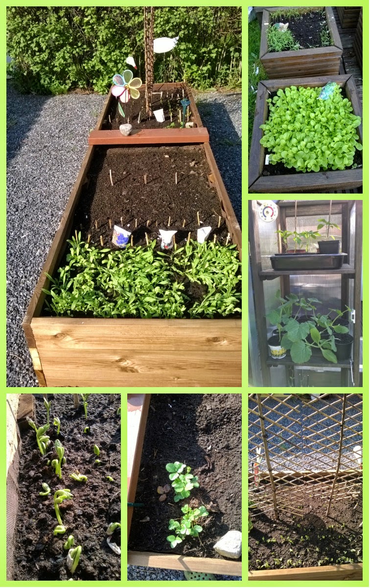 KukkaKuningatar: Kasvimaa kätevästi laatikossa