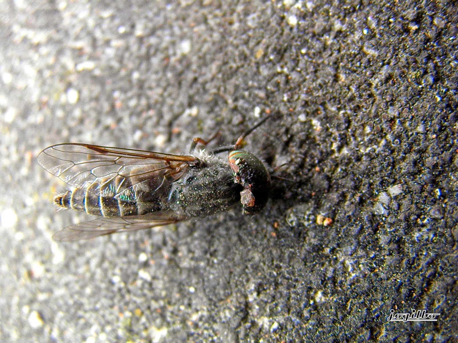 benquerer: Mosca-de-cavalo (mutuca, moscardo ou tavão)