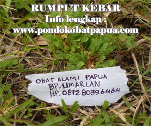 RUMPUT KEBAR OBAT KESUBURAN