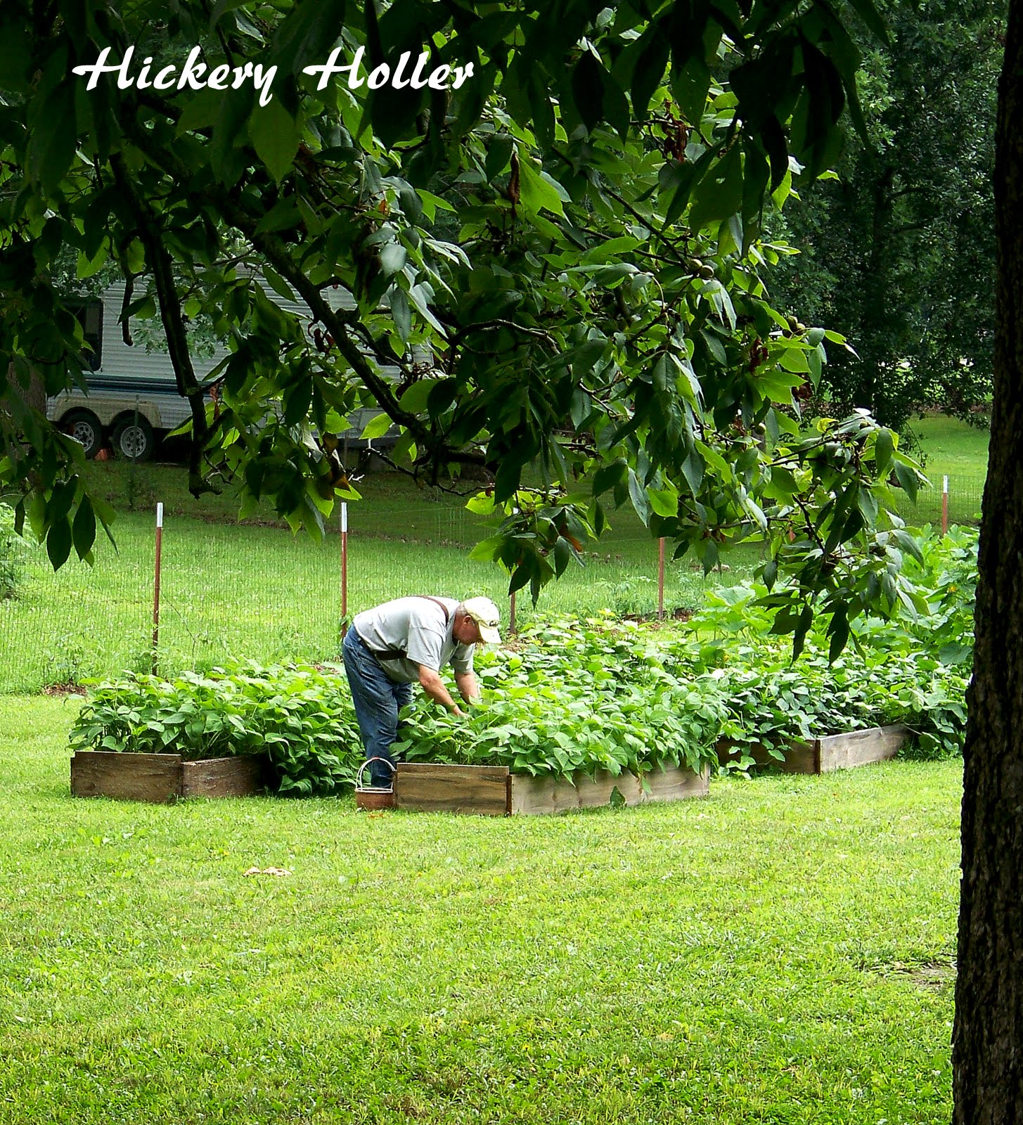 Hickery Holler Farm: An Early Summer Harvest