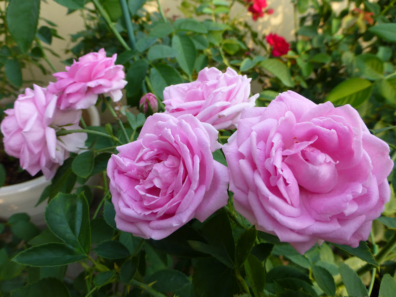 RESEPI NENNIE KHUZAIFAH: ROS KAMPUNG a.k.a DAMASK