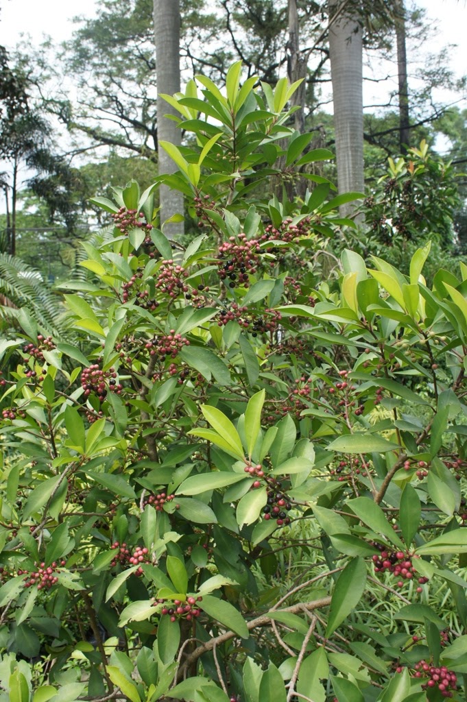 OUR PHILIPPINE TREES: The Heavily Burdened Tagpo Trees