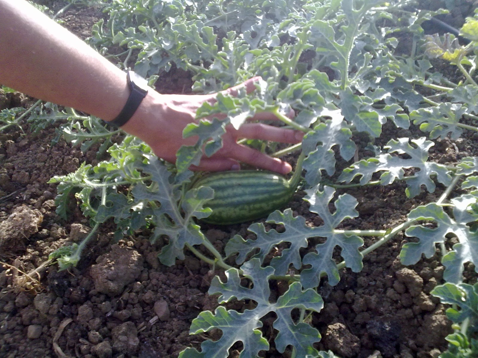 Que hago con mi huerta y recetas: evolucion sandia injertada