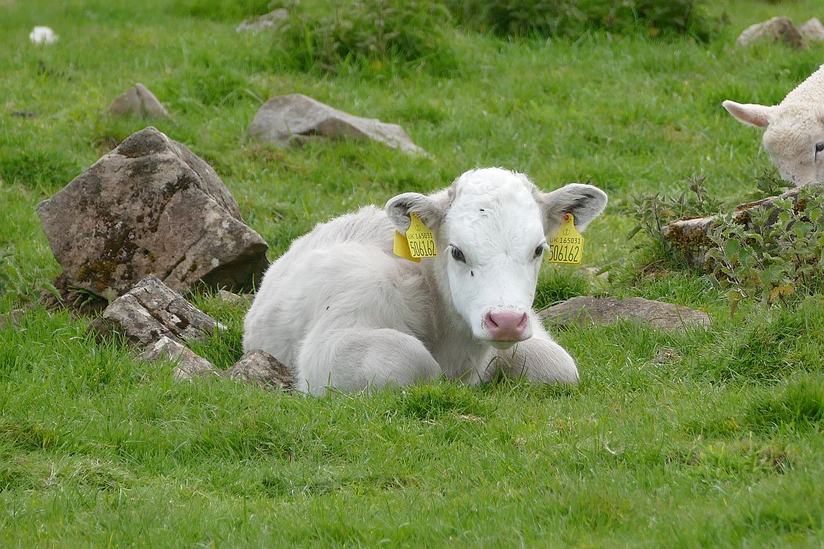 Norfolk Coast, Peak District, Cotswolds - 2017 Walk: May 22, Day 2 in ...