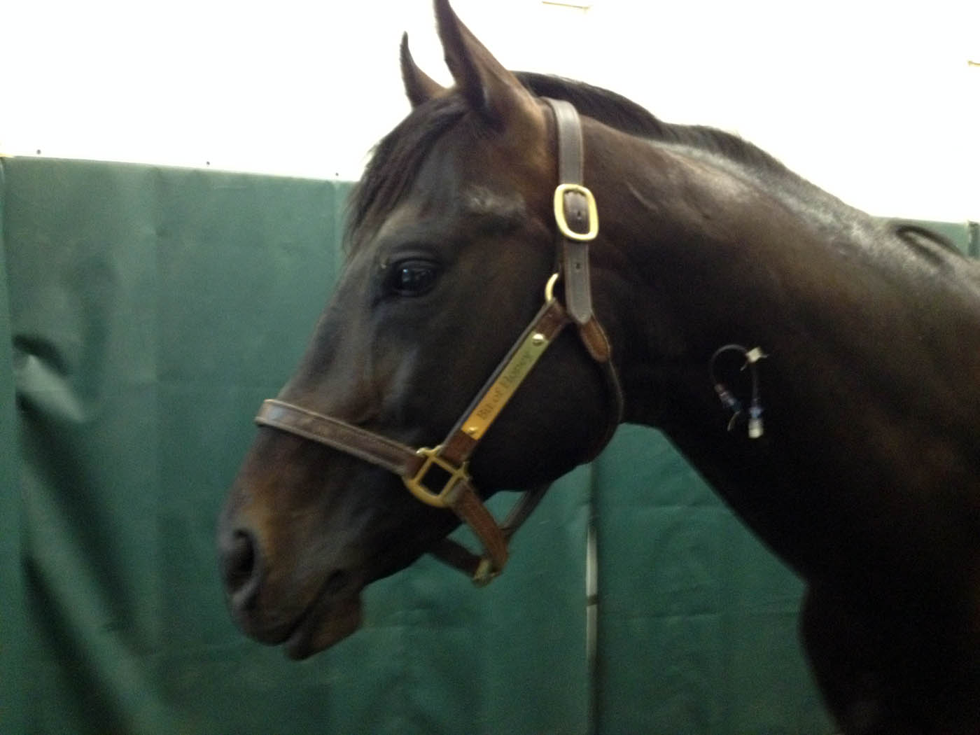 Bit of Honey Training: Note's Surgery