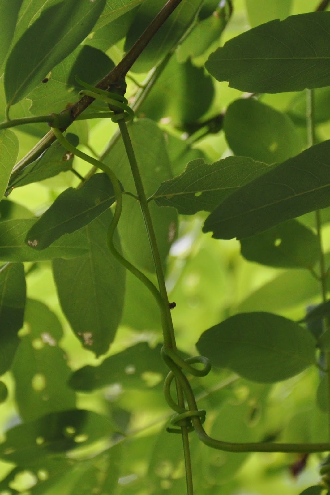 Our Daily Legacy: Life Lessons Learned from Vines