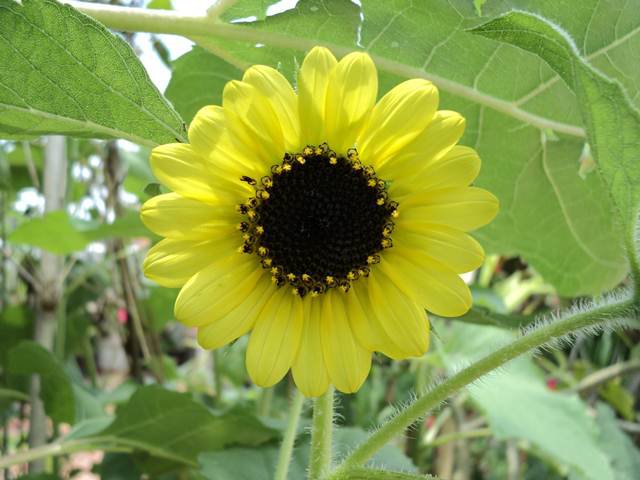 Rosesana's Sunflower: Little Lemonade Sunflower