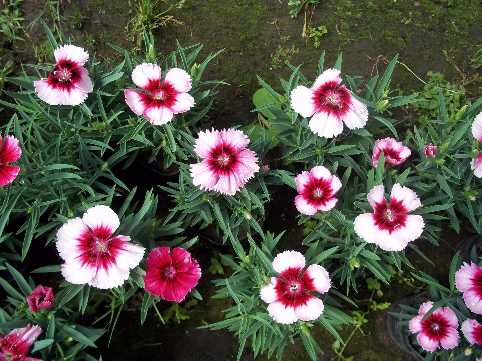 ARTE Y JARDINERÍA : PLANTAS VIVACES