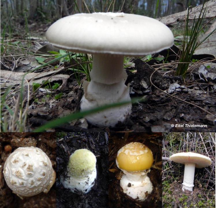 Apuntes botánicos: Hongos chilenos