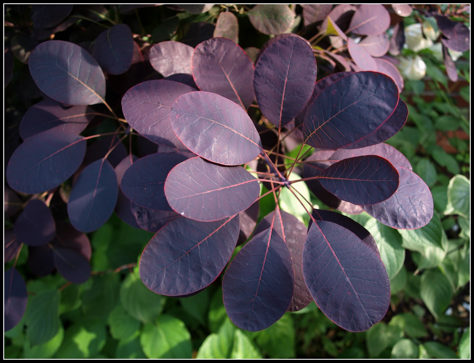 Mark's Veg Plot: Cotinus and Callicarpa