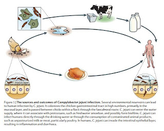 Nutrition Science: Microbial Foodborne Pathogen : Campylobacter Jejuni ...