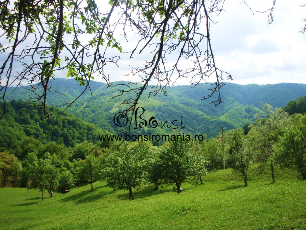 ROMANIA O Noua Perspectiva: Frasinul cu trei izvoare...