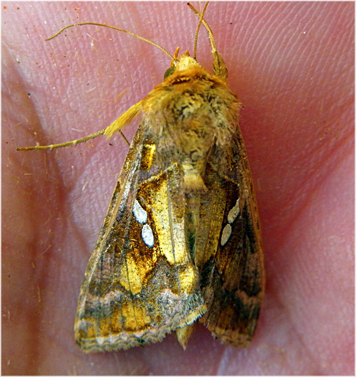 FOTO NATURA HUESCA 2: TOMATO LOOPER Chrysodeixis chalcites Eugenius ...